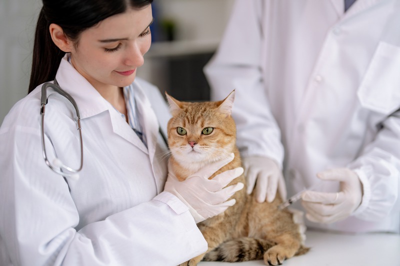 Why Choose Intradermal Over Serological Allergy Testing for Pets ...